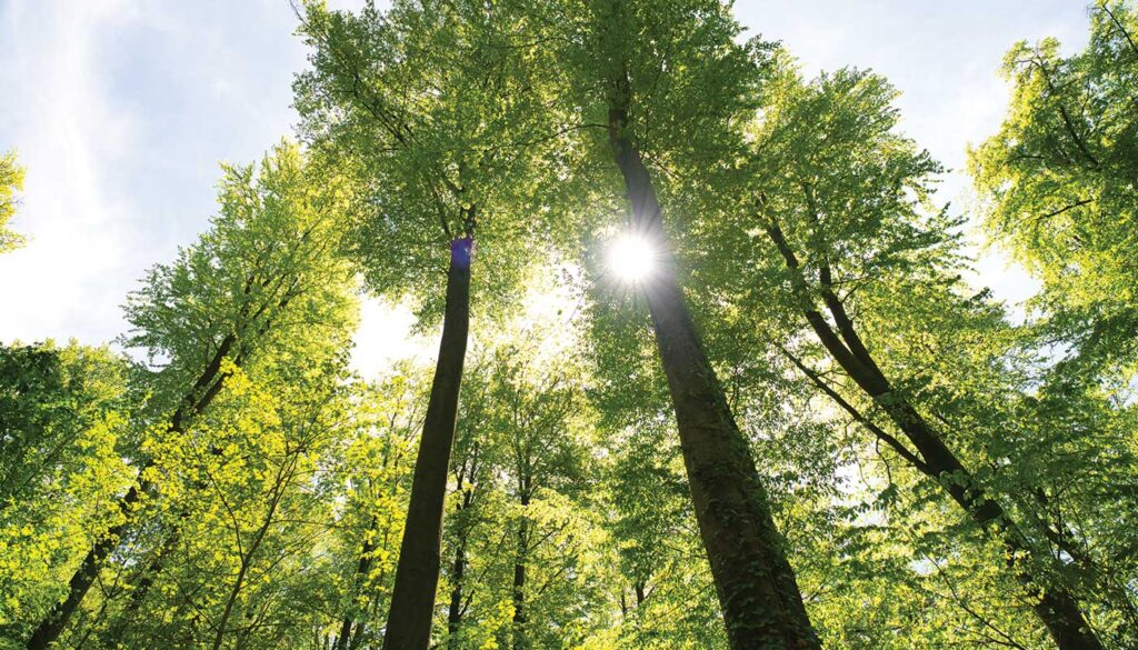 Simpson Meadows: Walking on the Trails - Simpson Senior Living